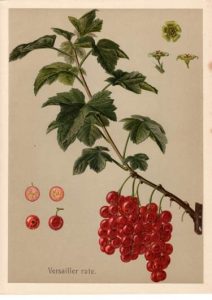 Home - Erste Edeldestillerie